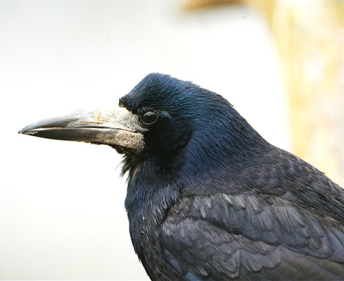 Bird for October – Rook « Sulgrave Village Website